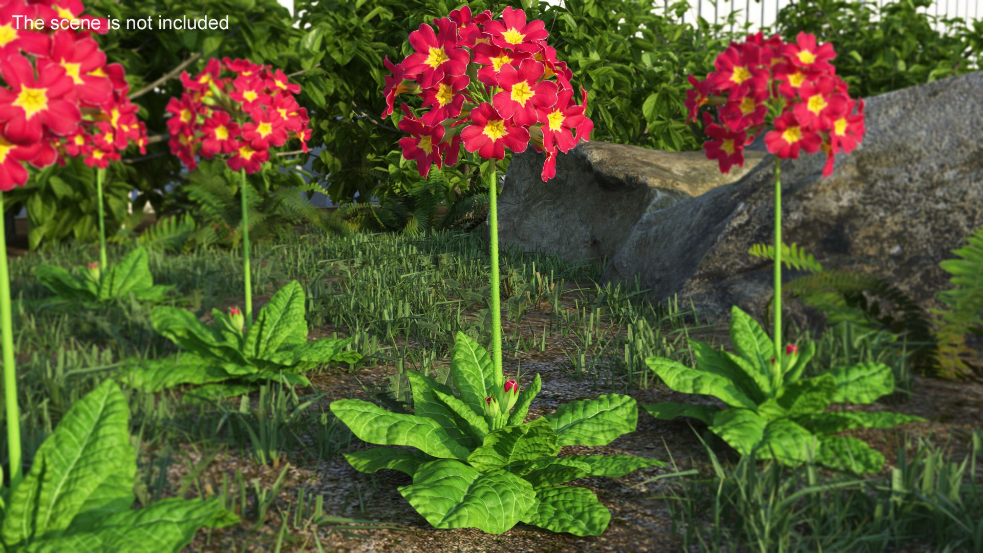 Primula Vulgaris Red Fur Model - TurboSquid 2071320