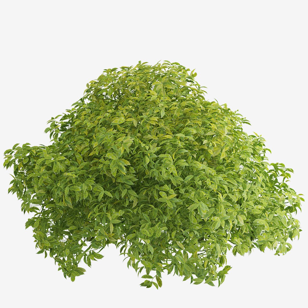 3D Set Of Aucuba Japonica Or Japanese Laurel Shrub - 3 Shrubs Model ...