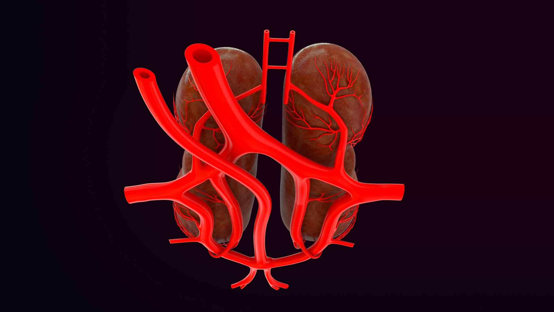 3D Birds Venous Renal Portal System Model - TurboSquid 2186721