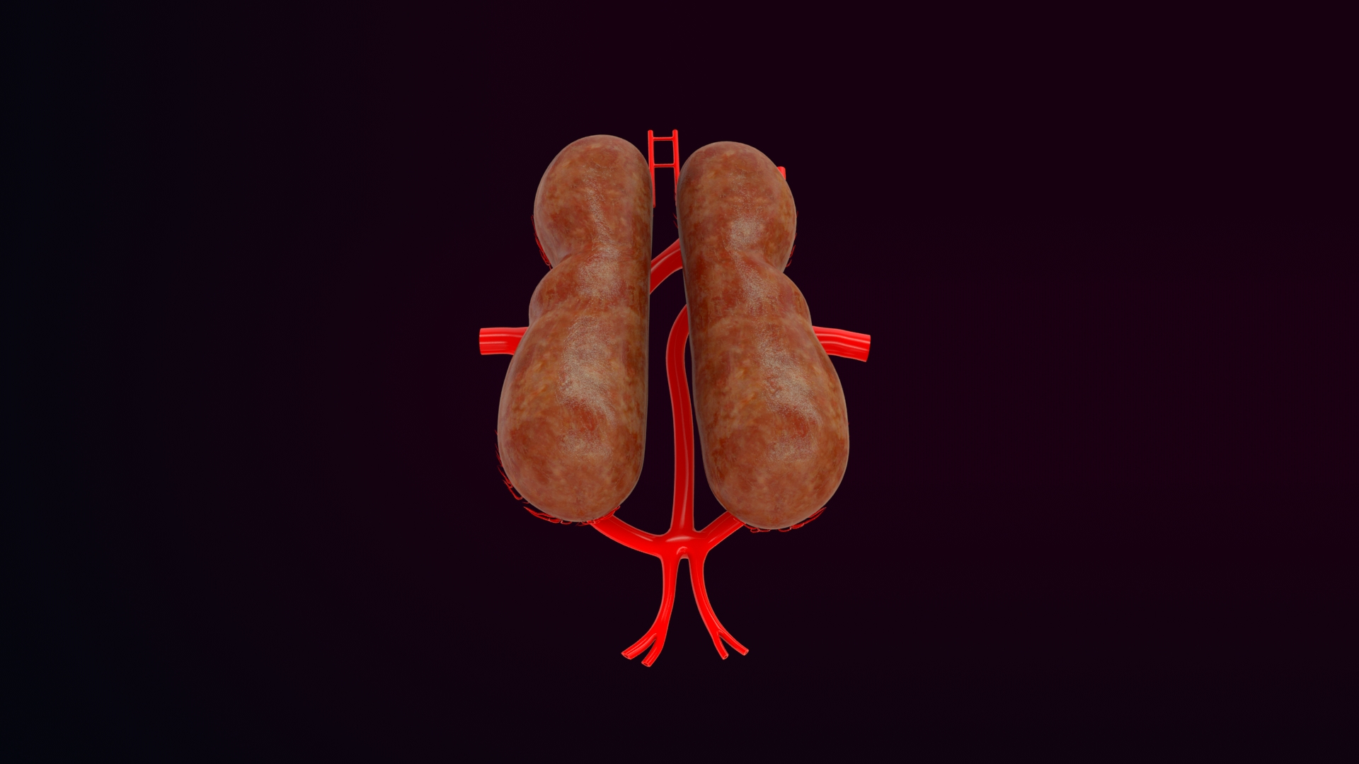 3D Birds Venous Renal Portal System Model - TurboSquid 2186721
