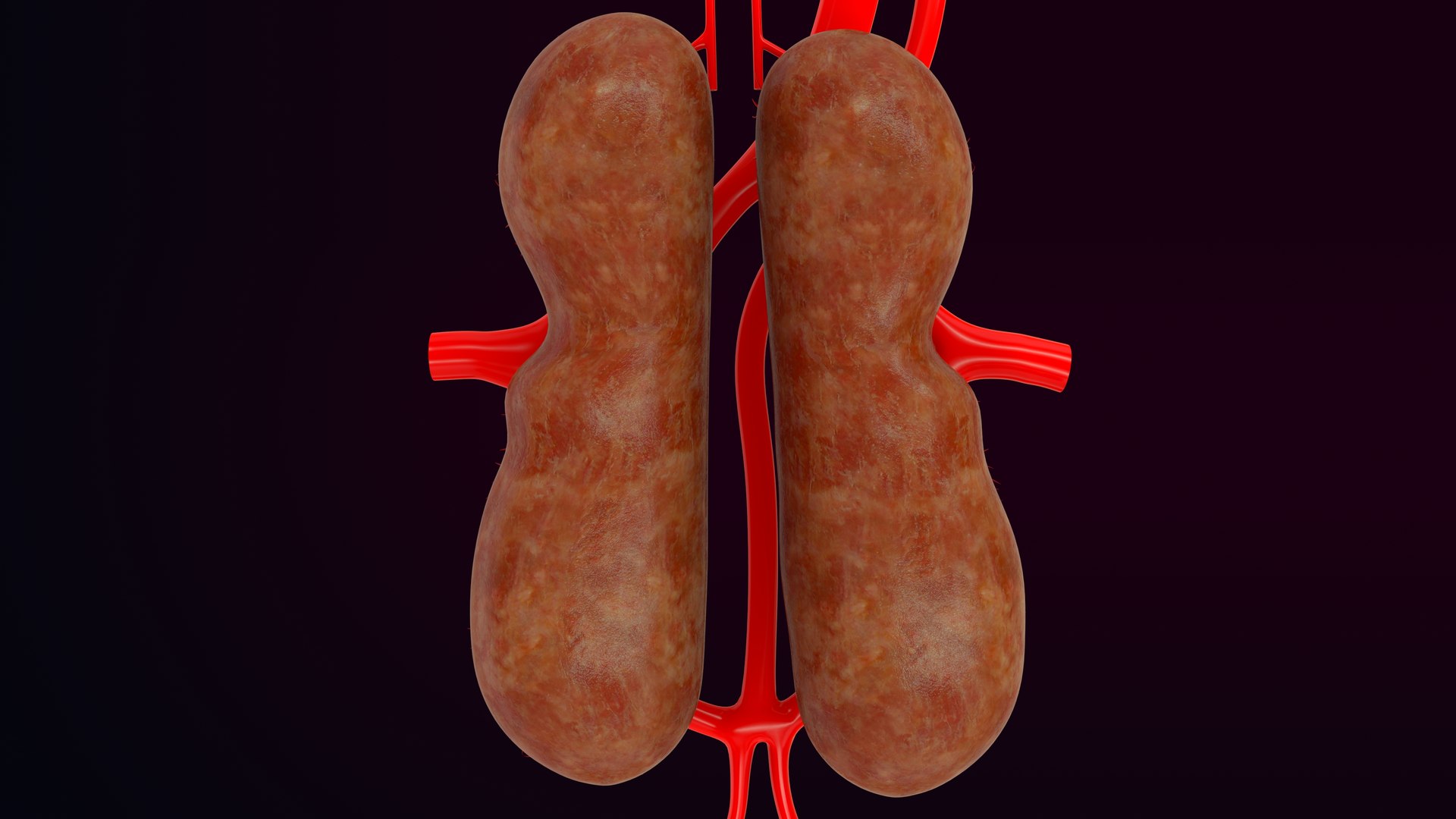 3D Birds Venous Renal Portal System Model - TurboSquid 2186721