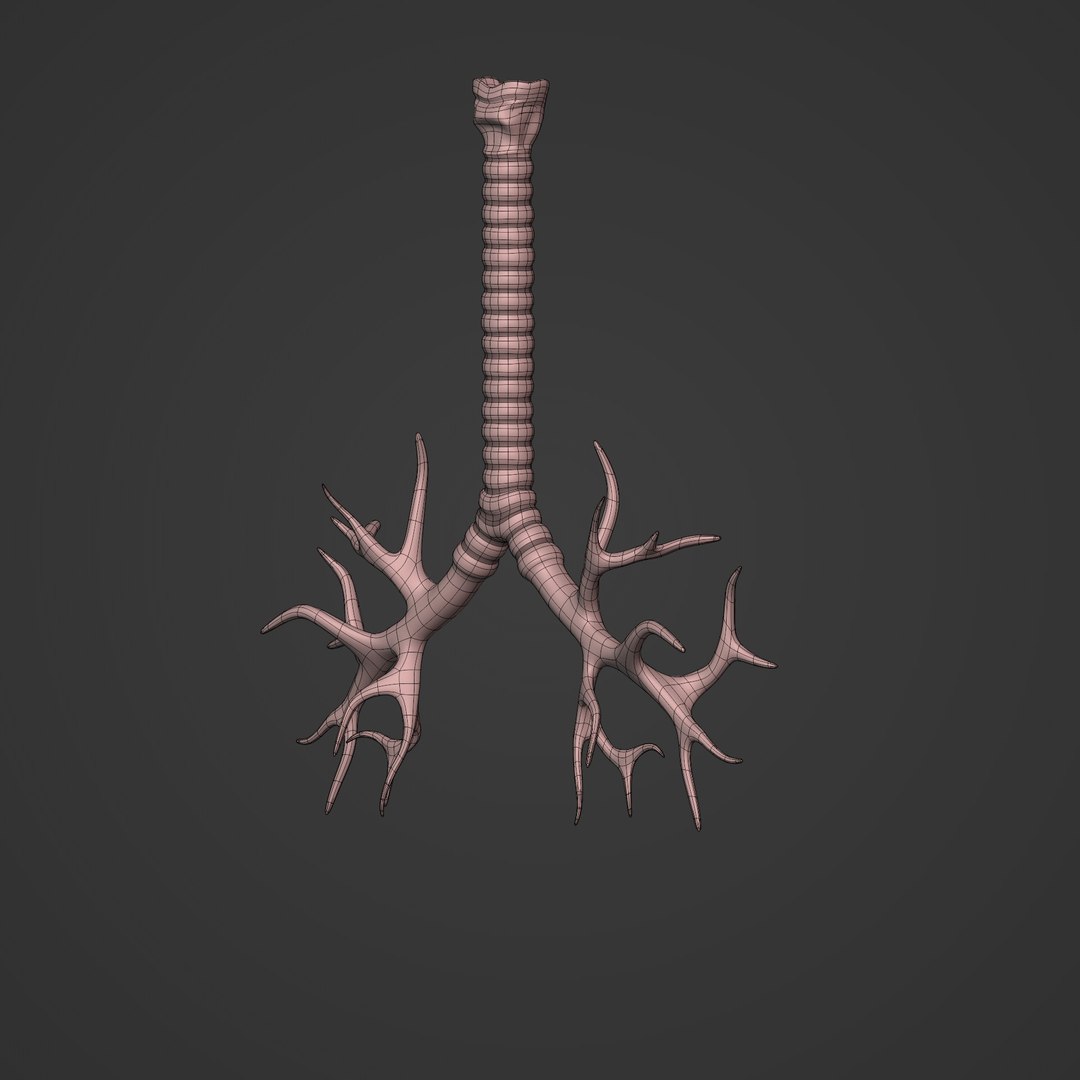 3D Respiratory System With Bronchi - TurboSquid 1909708