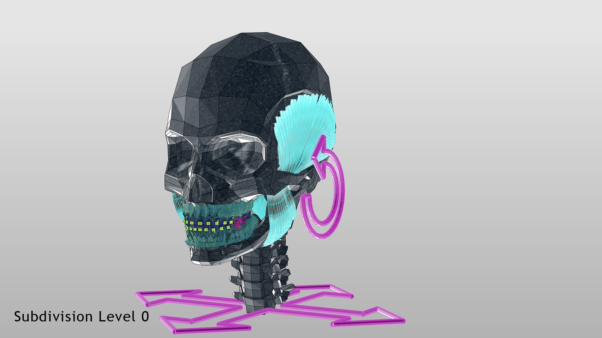 Ortho Skull V-ray Orthodontics Model - TurboSquid 1339457