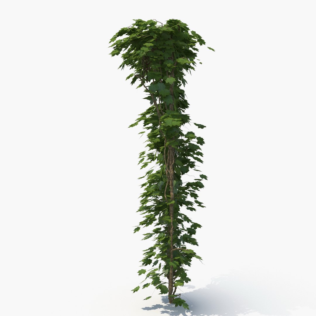 3D Realistic Ivy Wall Model - TurboSquid 1149335