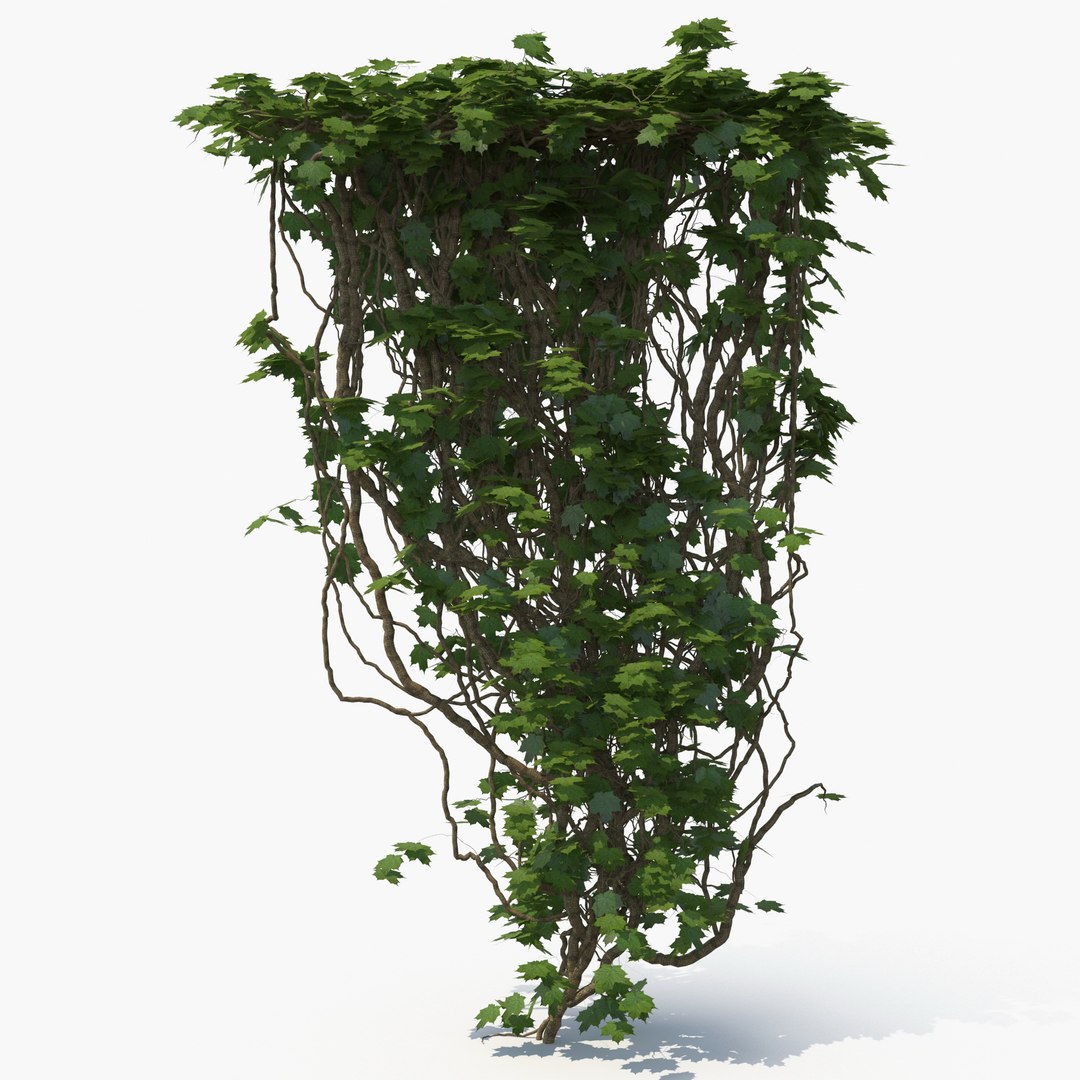 3D Realistic Ivy Wall Model - TurboSquid 1149335