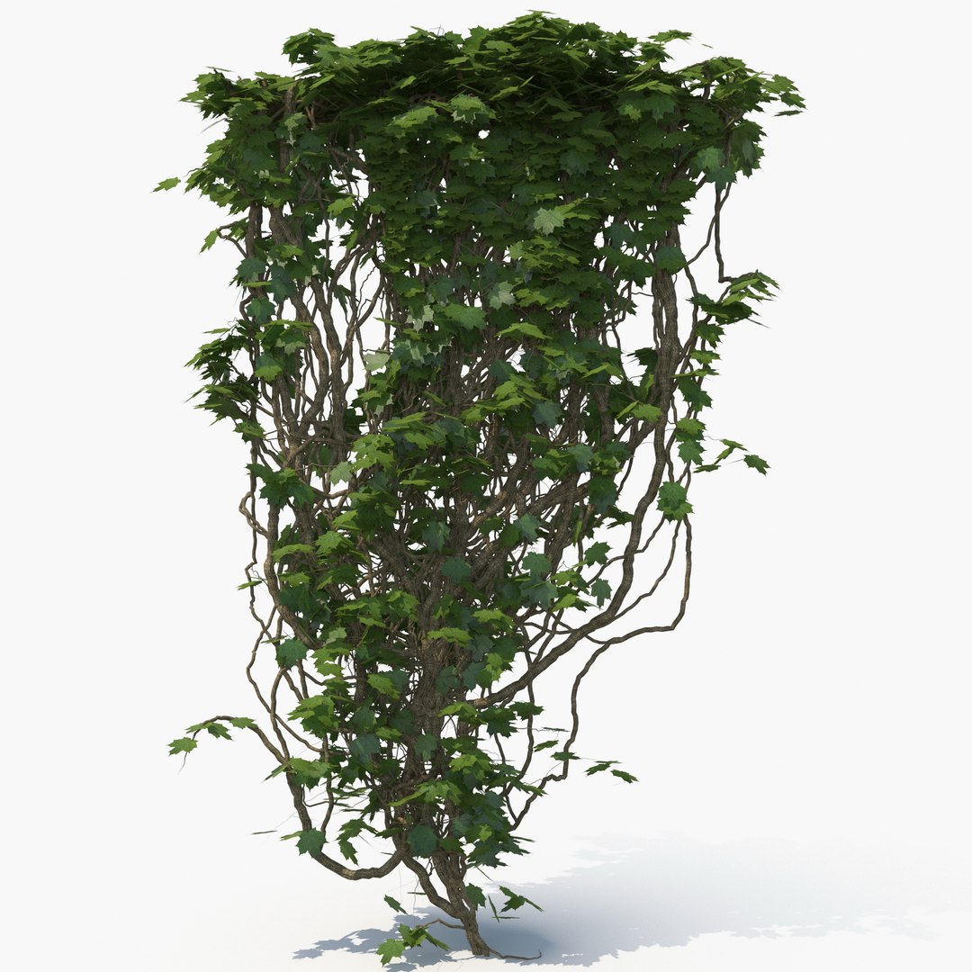 3D Realistic Ivy Wall Model - TurboSquid 1149335