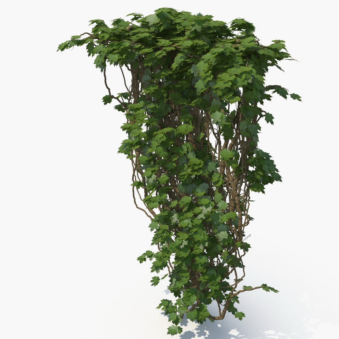 3D Realistic Ivy Wall Model - TurboSquid 1149335