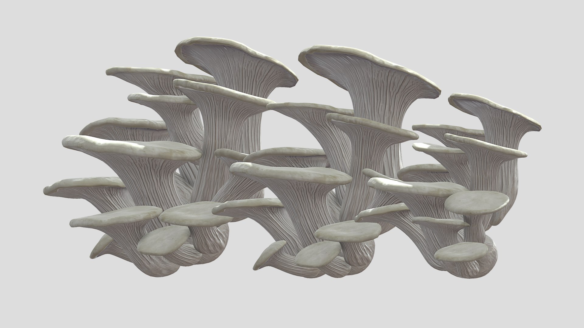 3D Model Oyster Mushroom Low Poly - TurboSquid 2366327