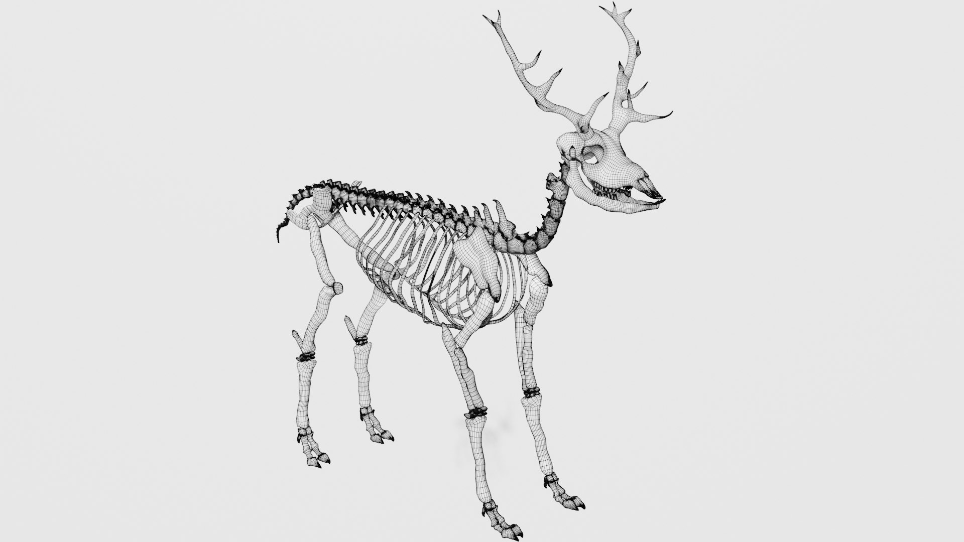 3D Elk Skeleton - TurboSquid 1983381