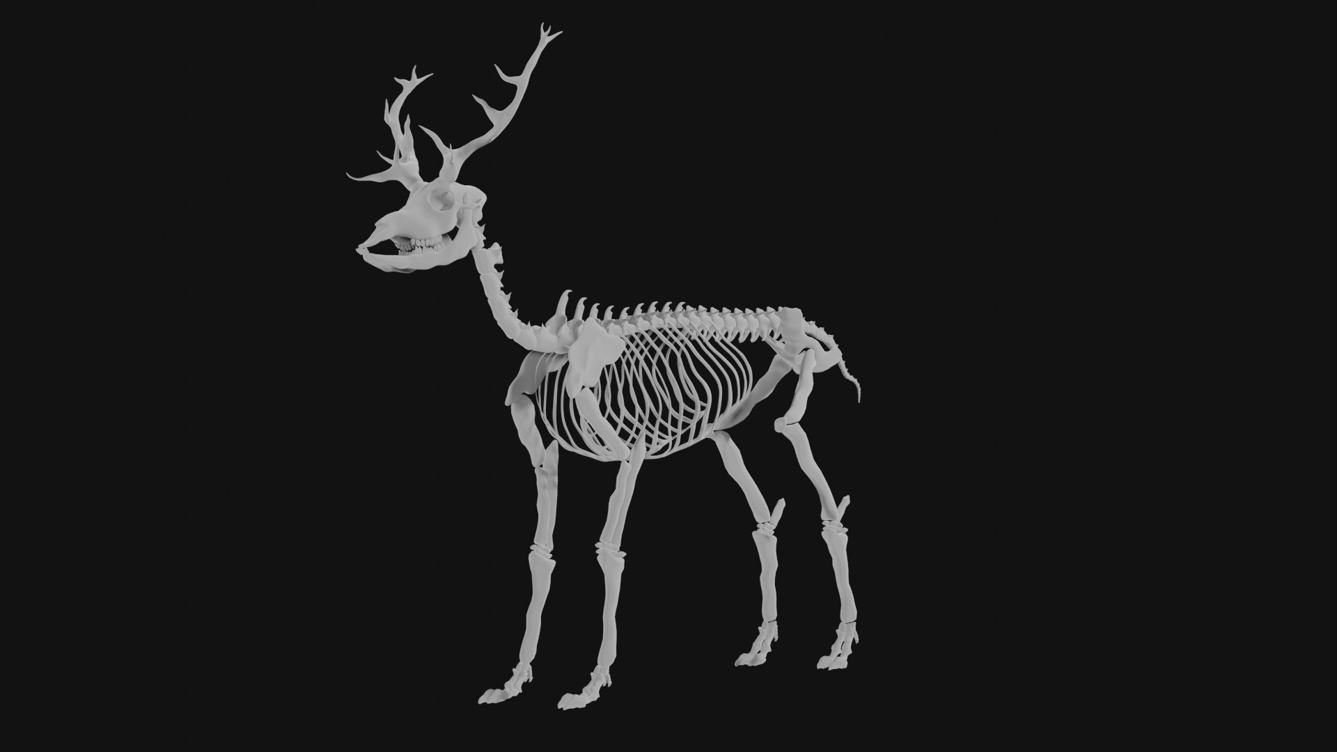 3D Elk Skeleton - TurboSquid 1983381