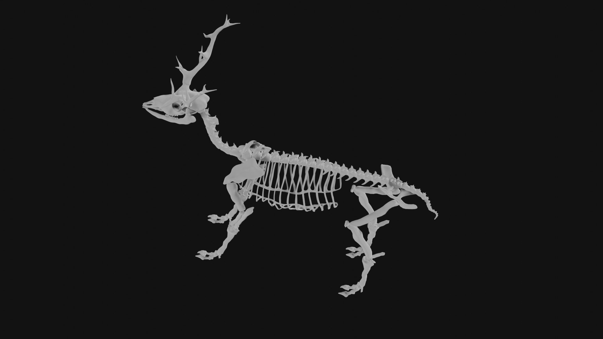 3D Elk Skeleton - TurboSquid 1983381