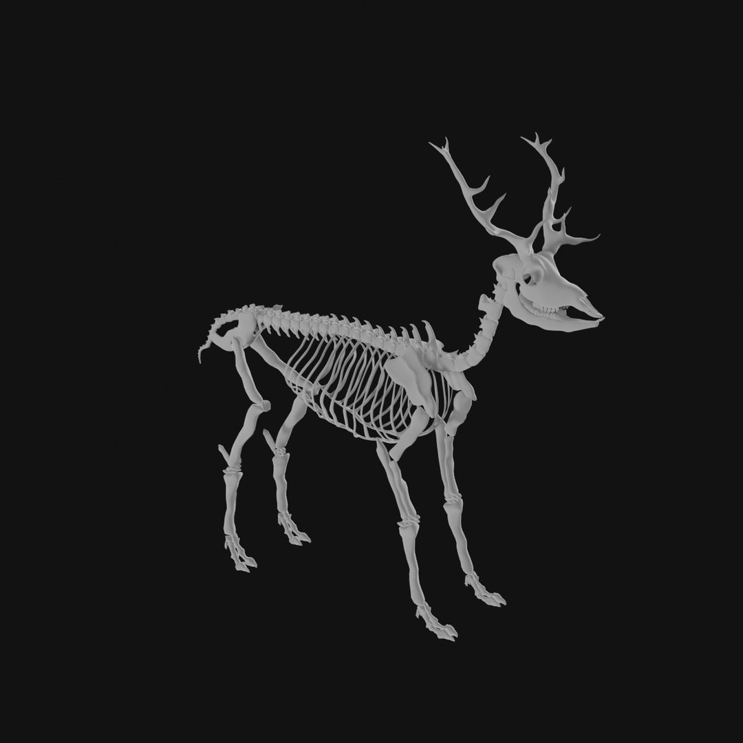 3D Elk Skeleton - TurboSquid 1983381