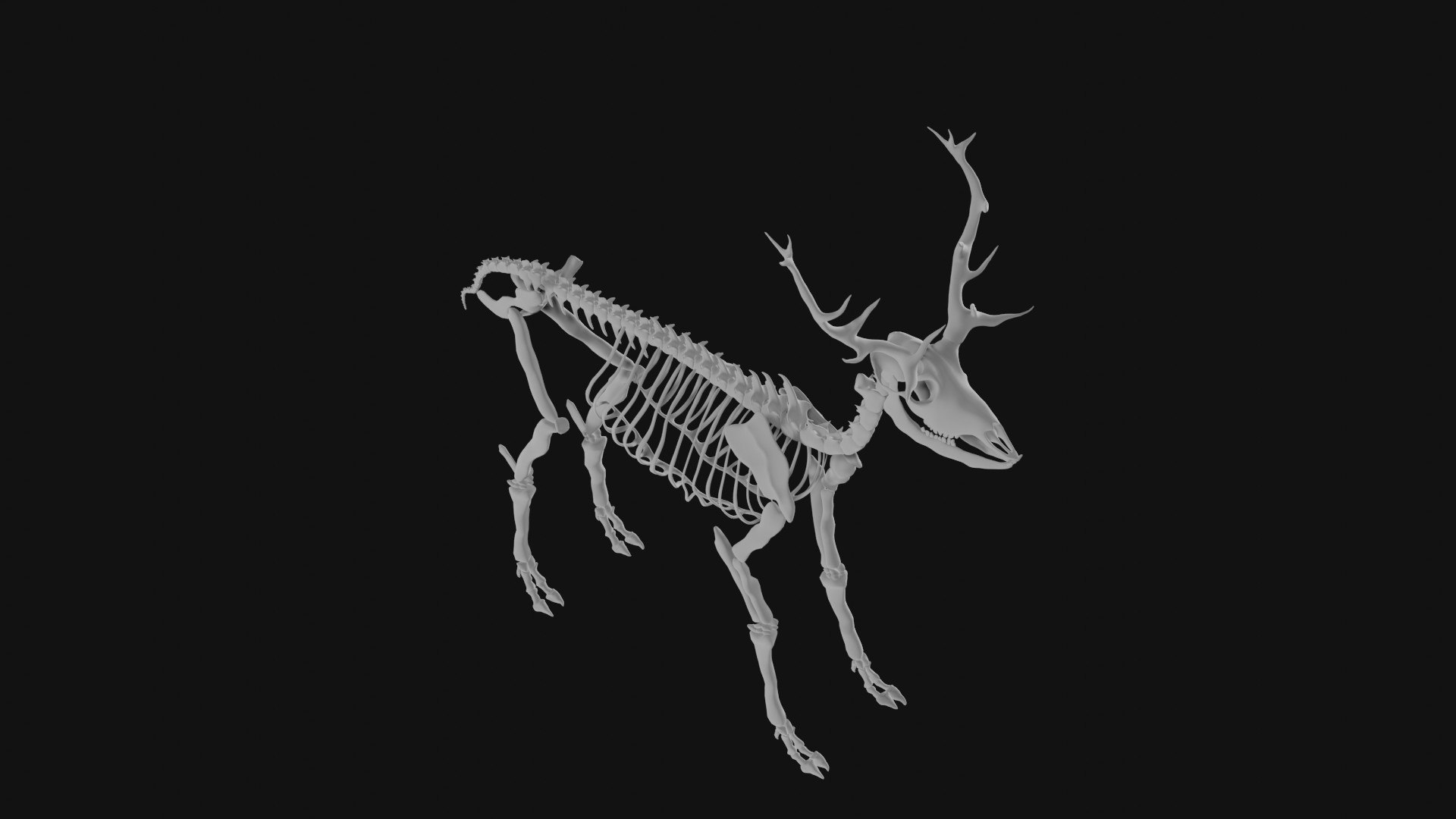 3D Elk Skeleton - TurboSquid 1983381