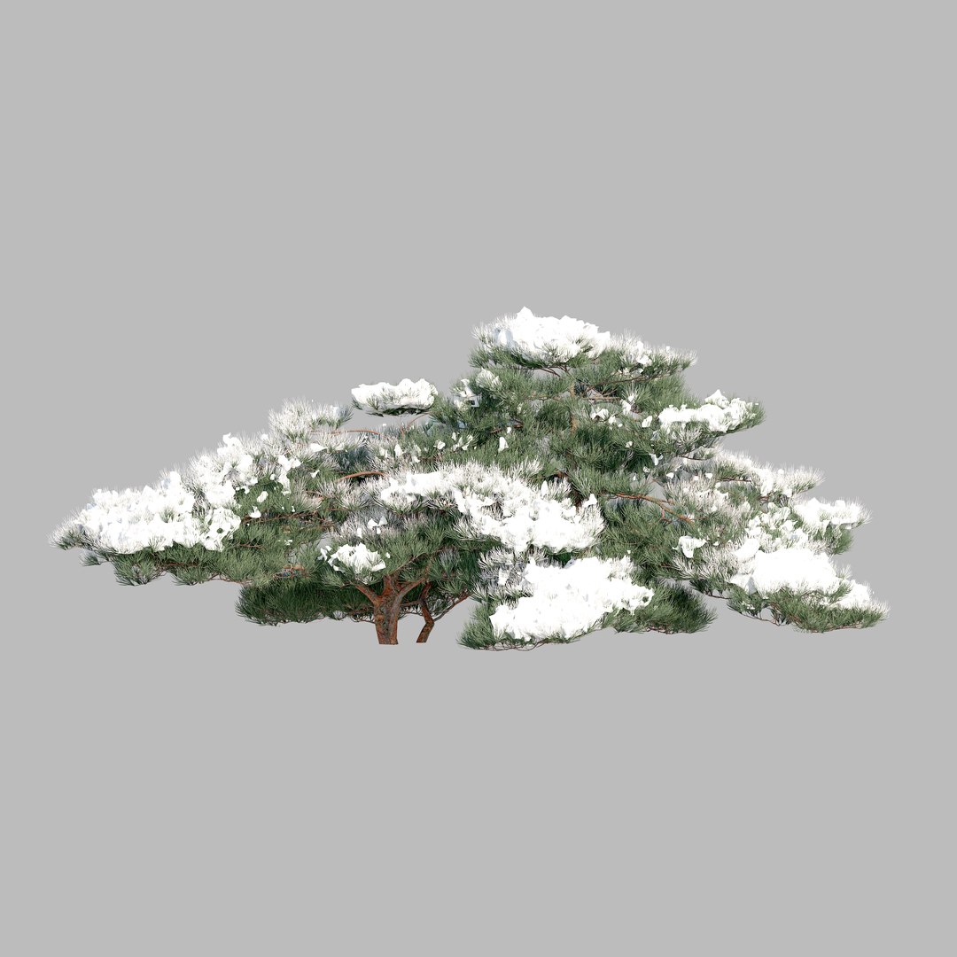 3D Winter Pine Bush - TurboSquid 2411398