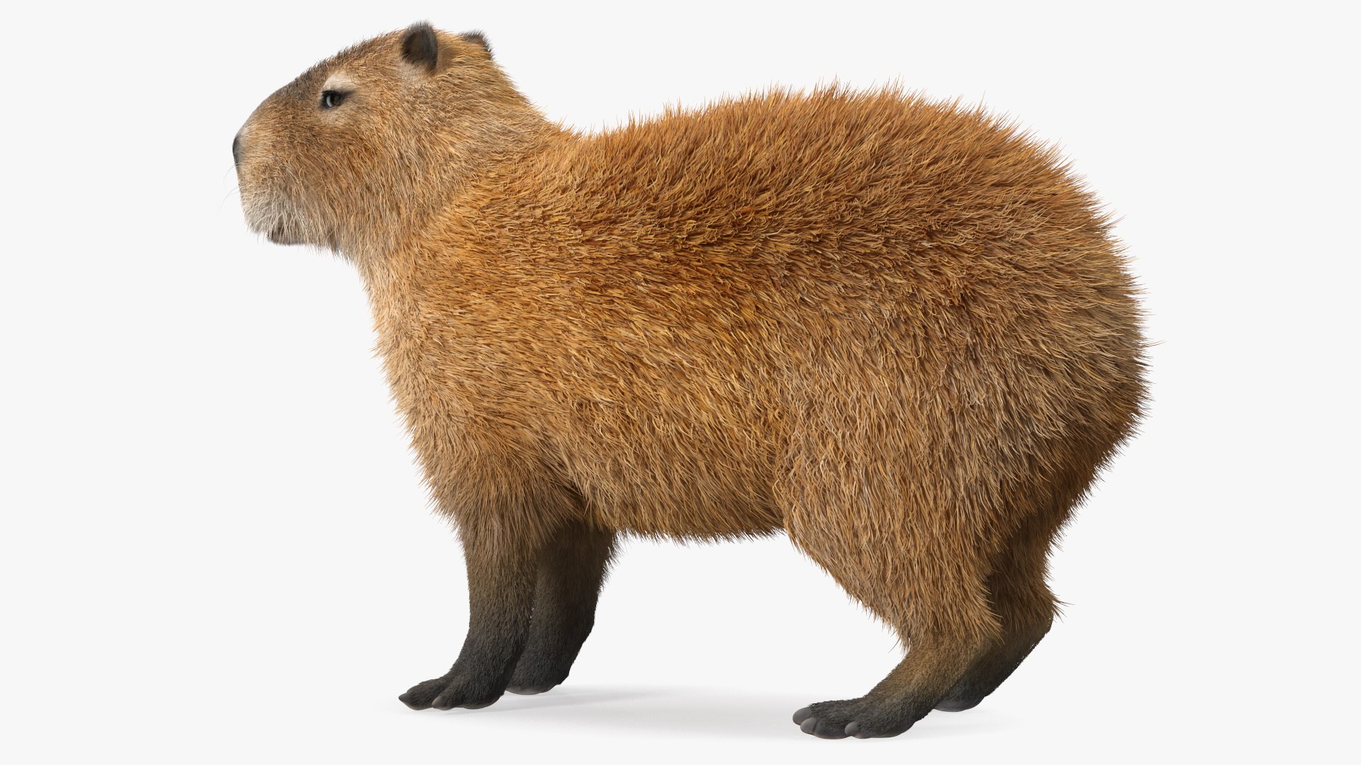 Capybara Fur 3D Model - TurboSquid 1943508