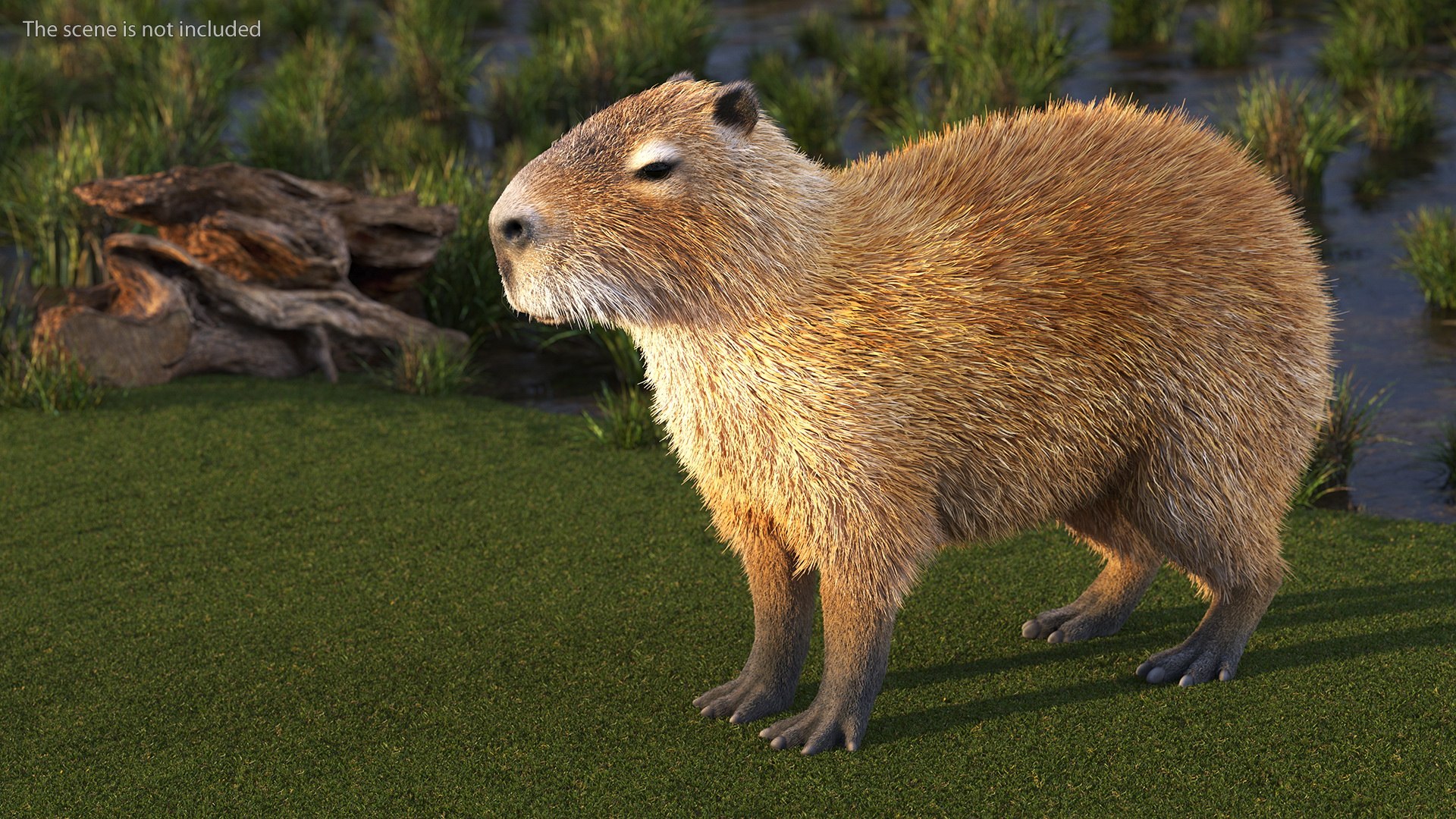 Capybara Fur 3D Model - TurboSquid 1943508