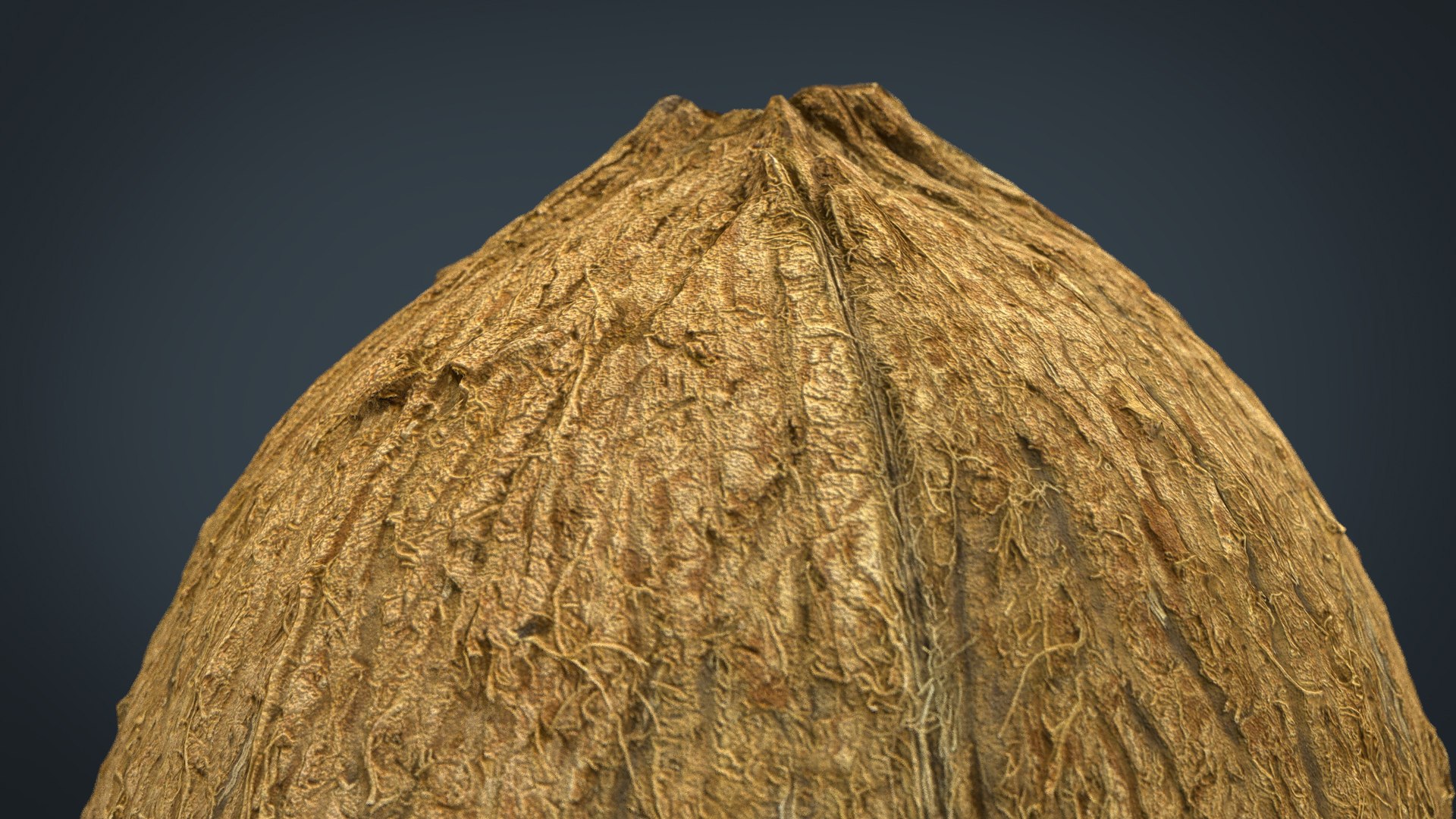 3d Model Coconut