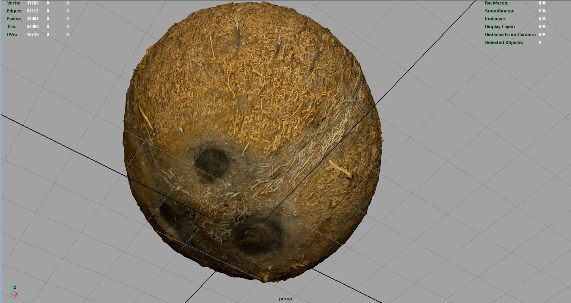 3d Model Coconut