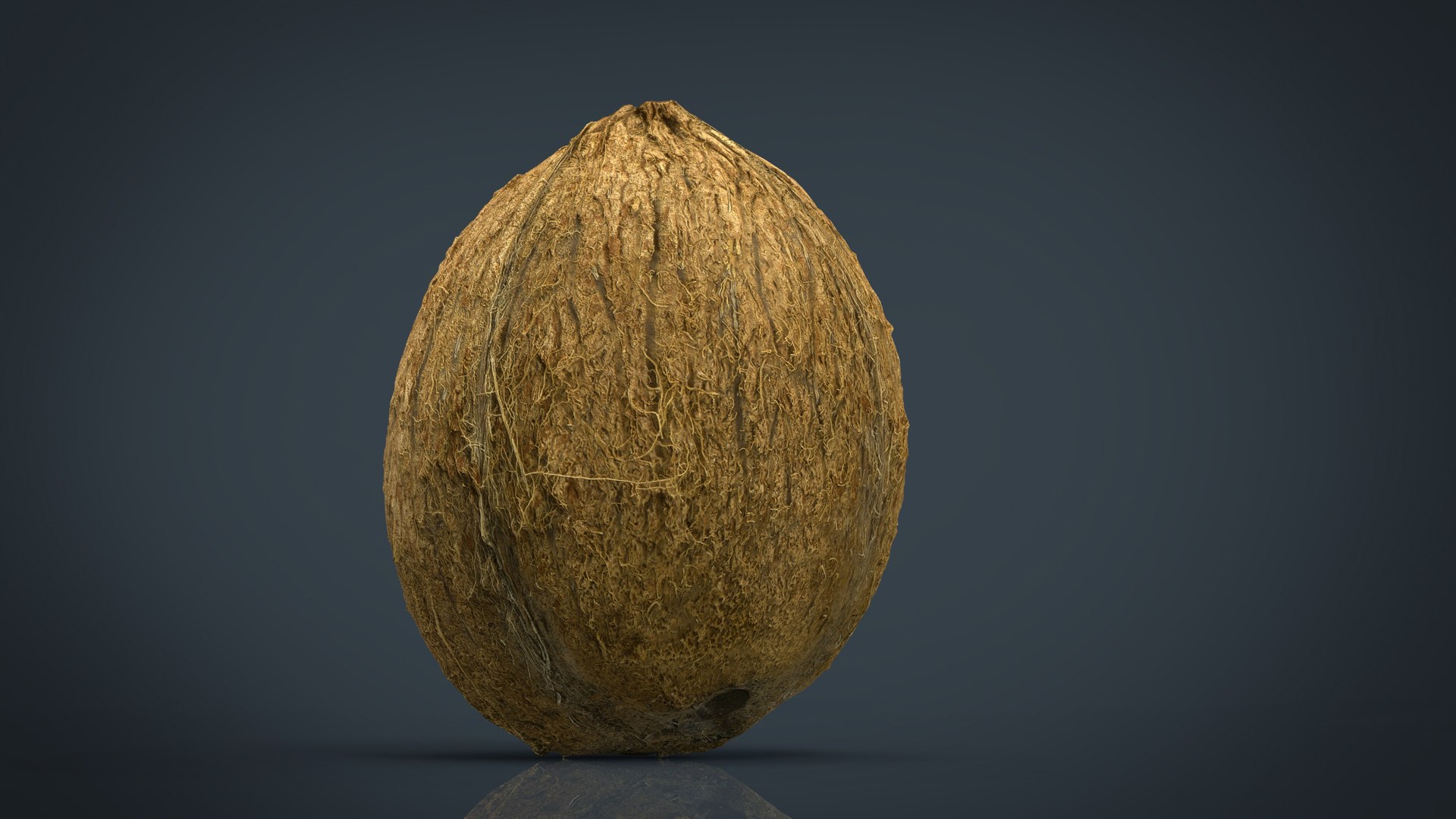 3d Model Coconut