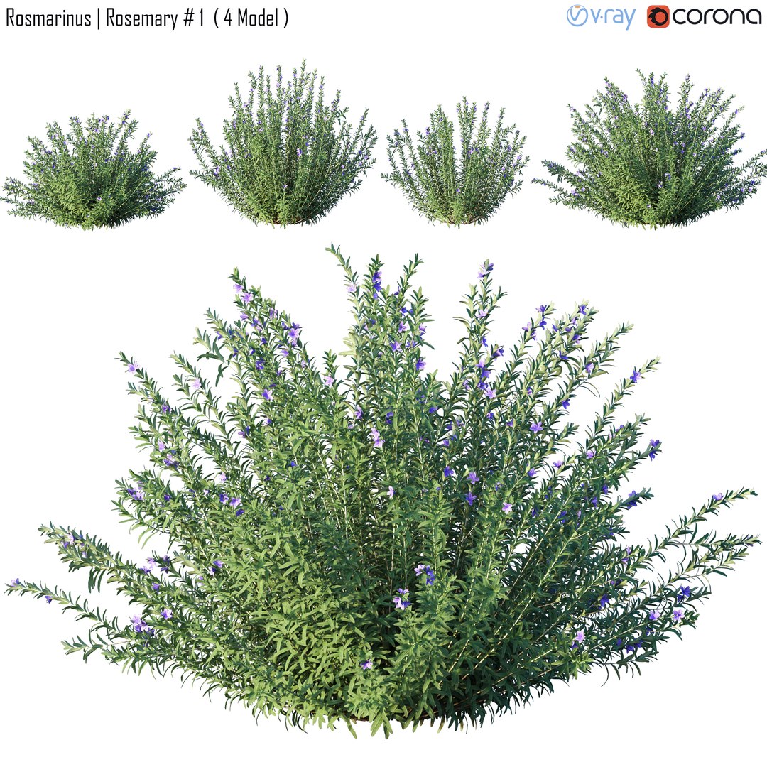 Rosemary 01 3D - TurboSquid 1786048