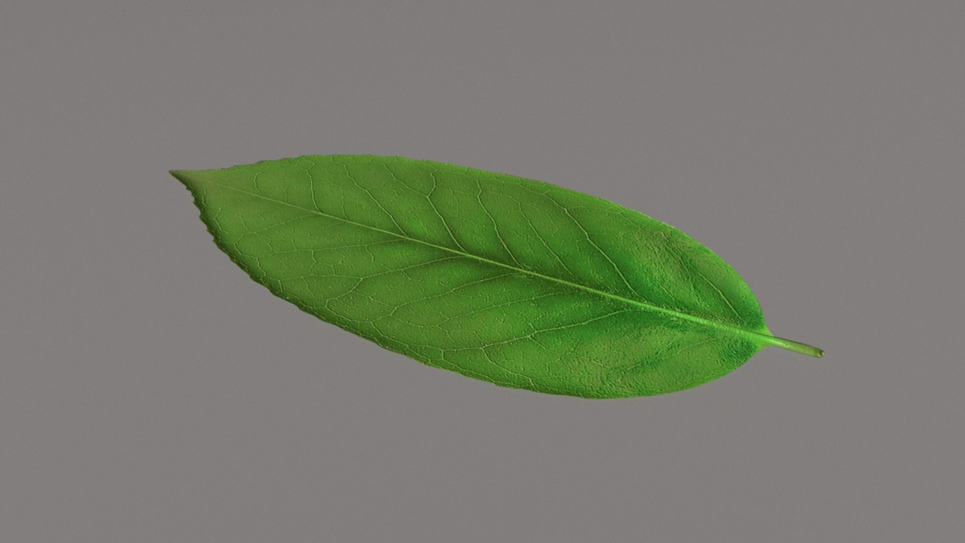 3D Tea Leaf Animation - TurboSquid 1538904