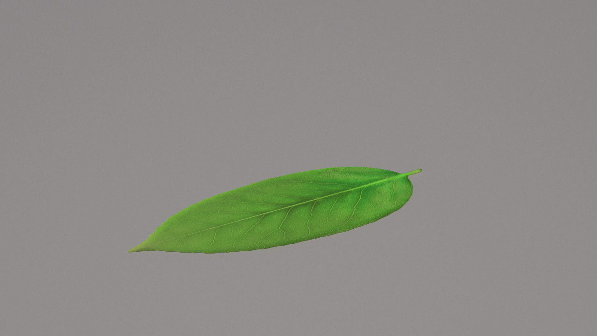 3D Tea Leaf Animation - TurboSquid 1538904