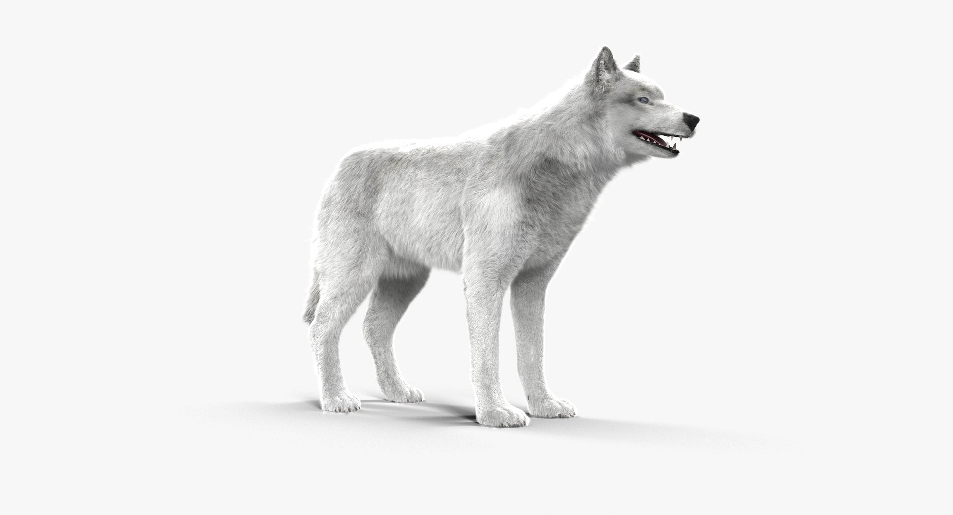 3d Model Wolf White