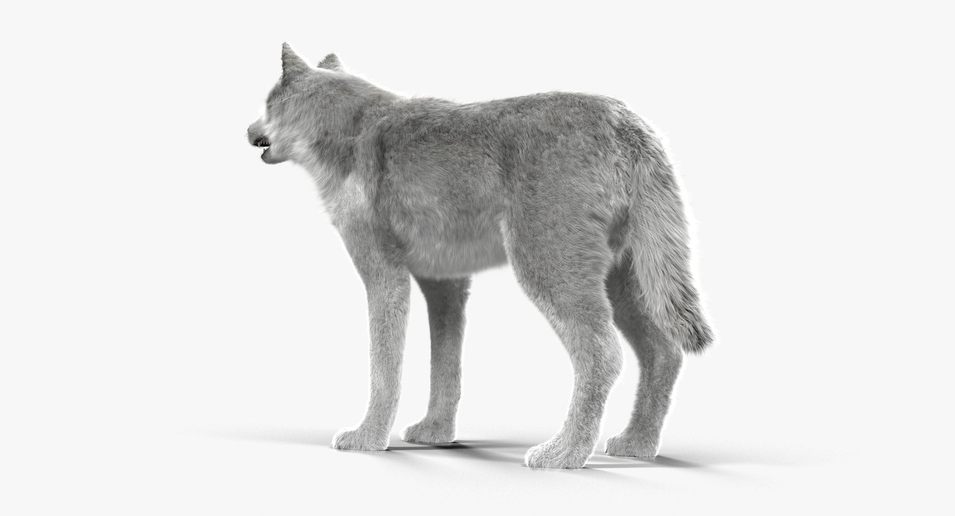 3d Model Wolf White