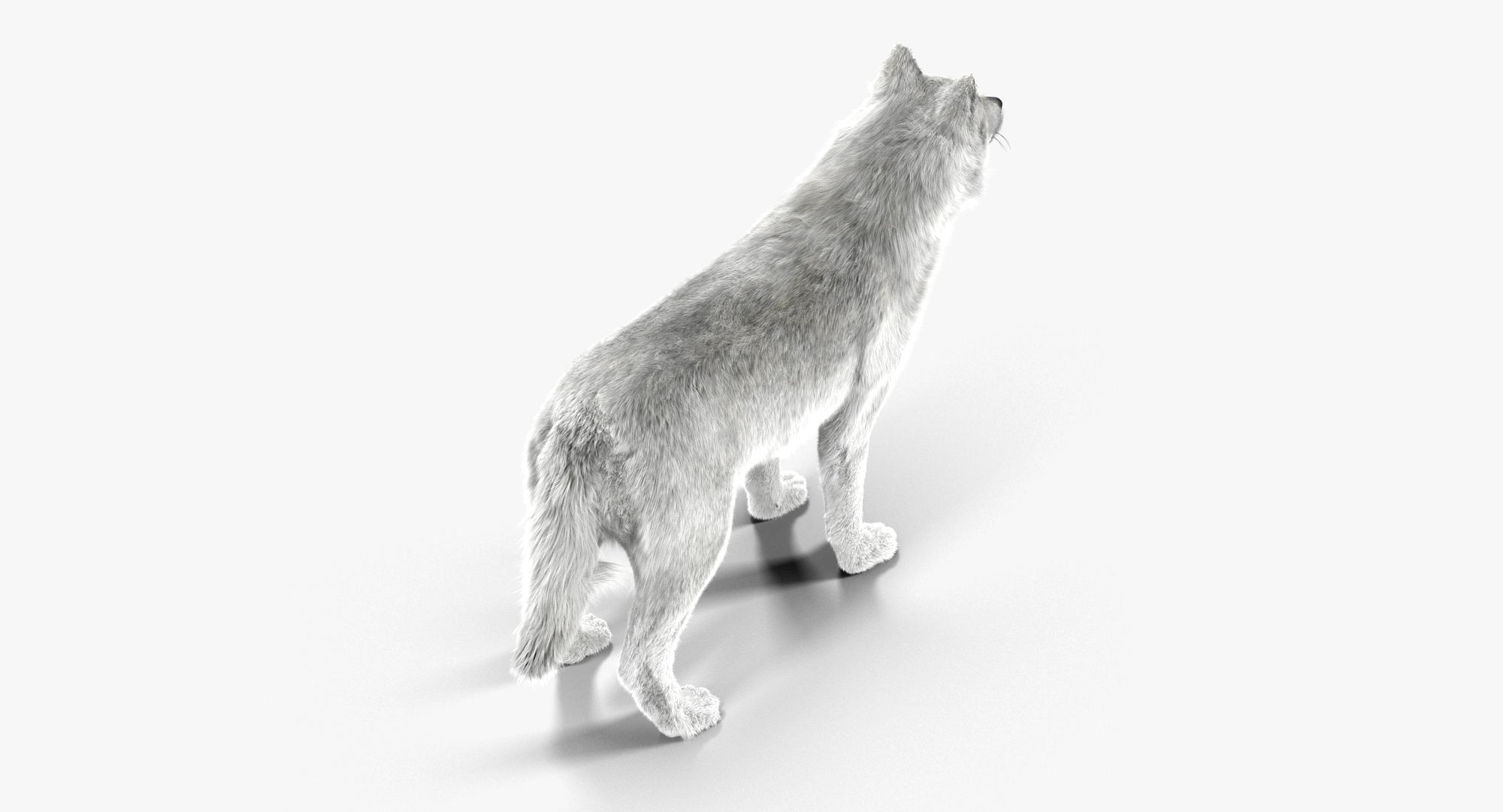 3d model wolf white
