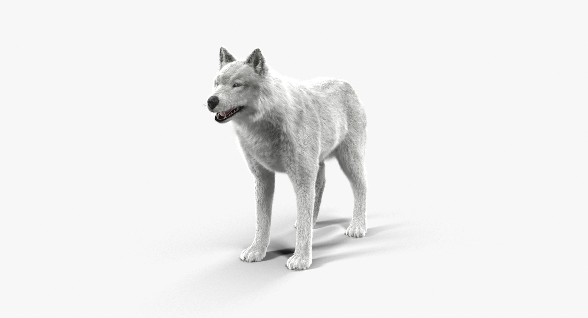3d Model Wolf White