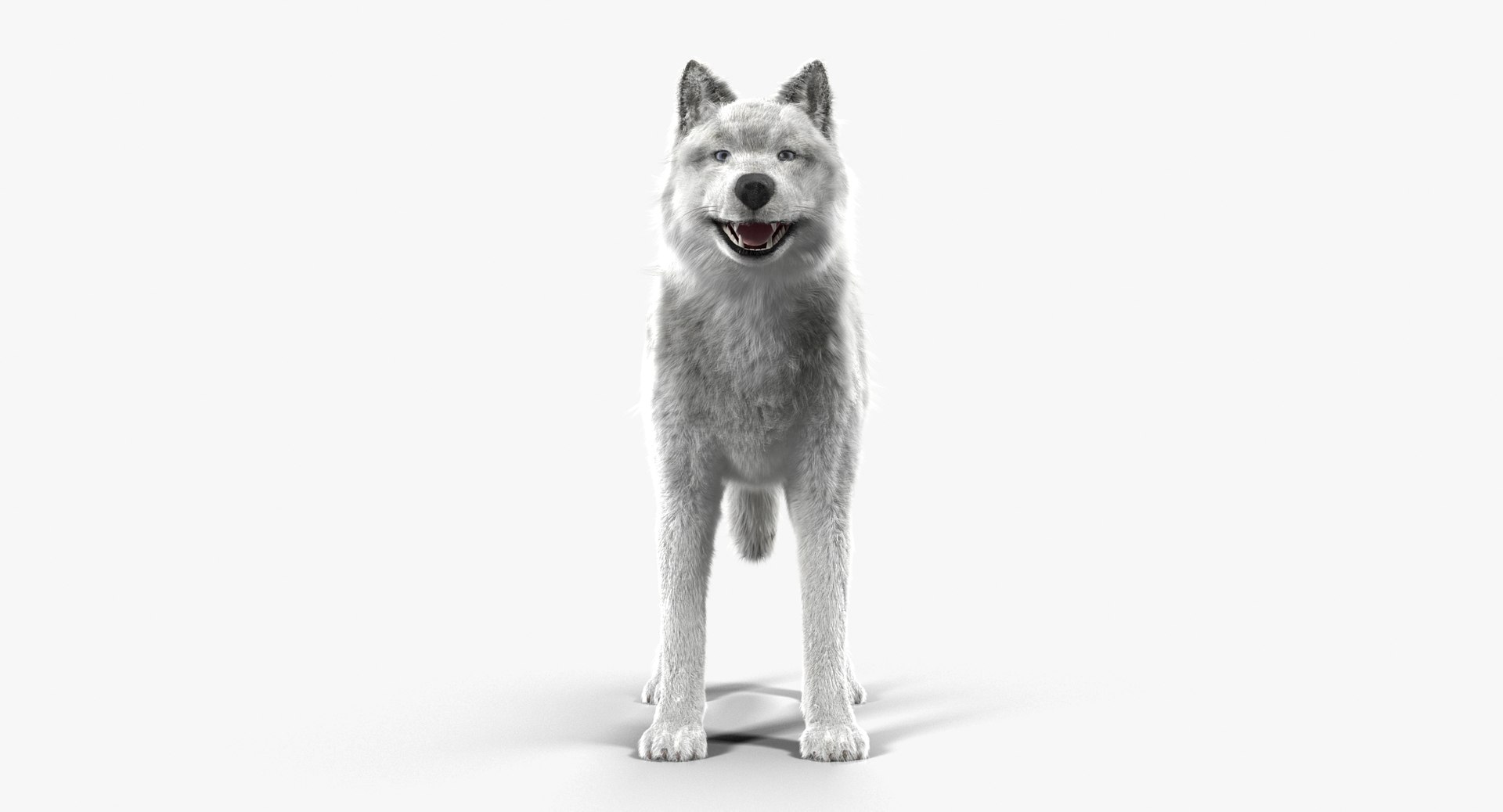 3d Model Wolf White