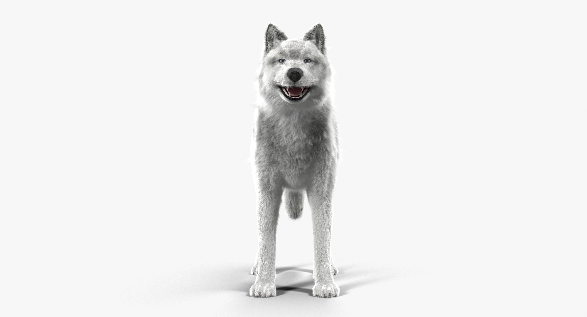 3d model wolf white