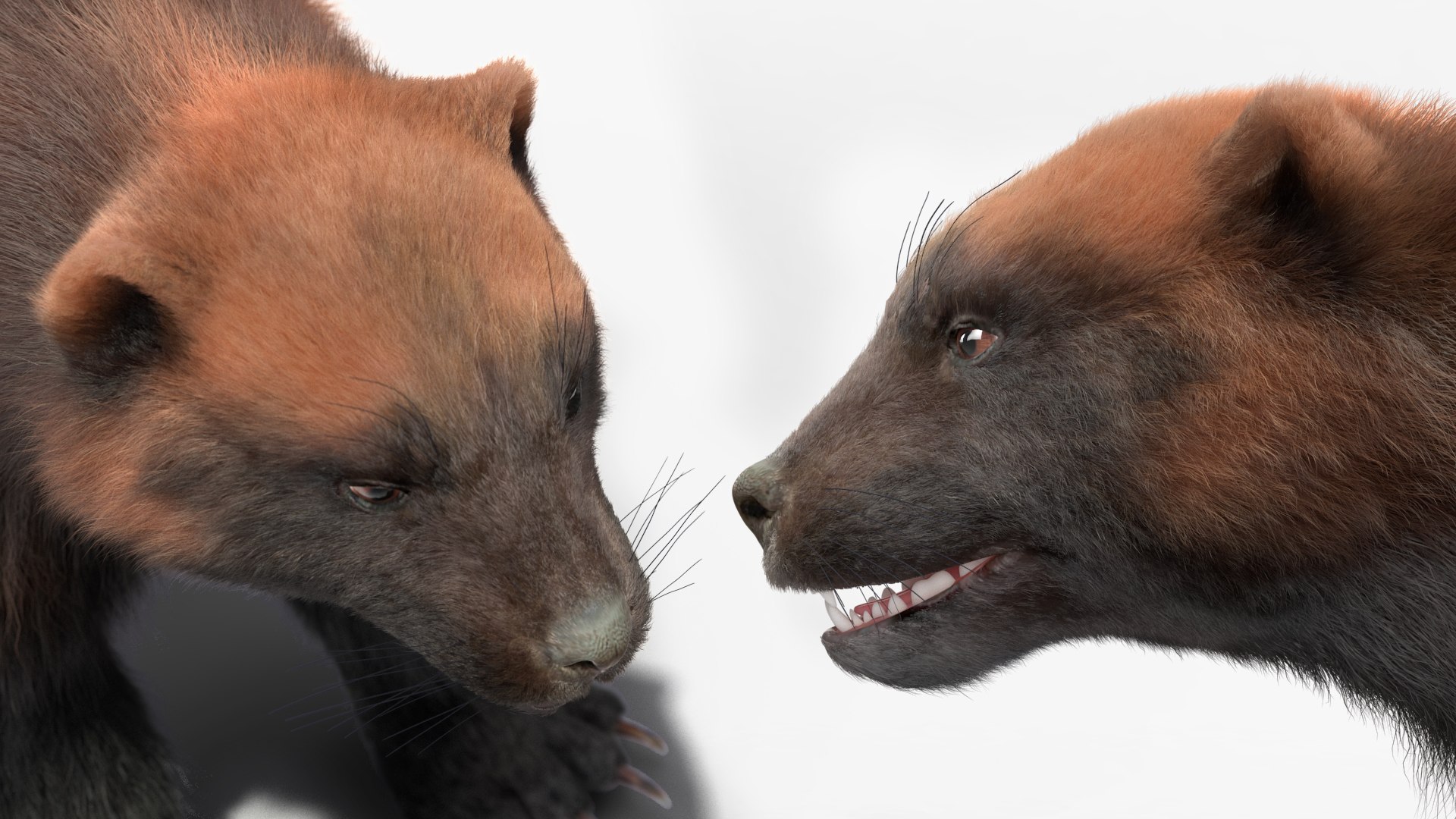 3D Wolverine Dark Color Fur Rigged - TurboSquid 2160468