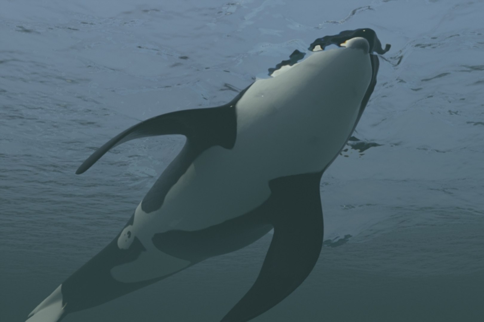 Orca 3d Model