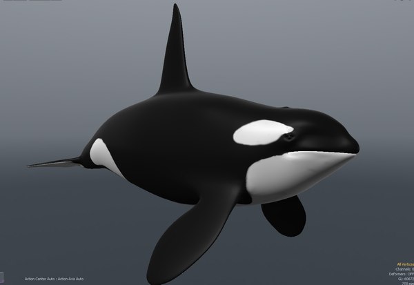 orca 3d model