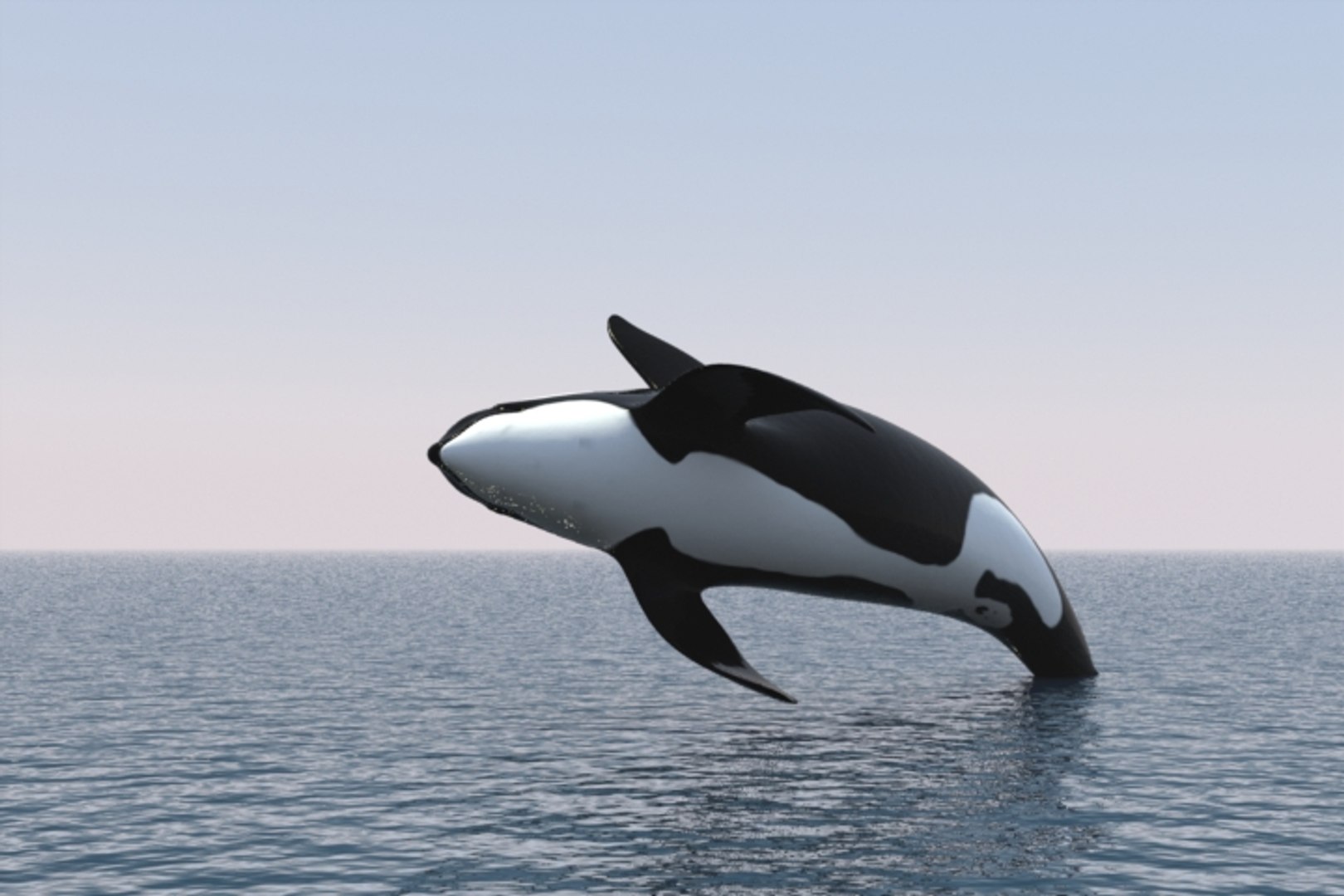 Orca 3d Model