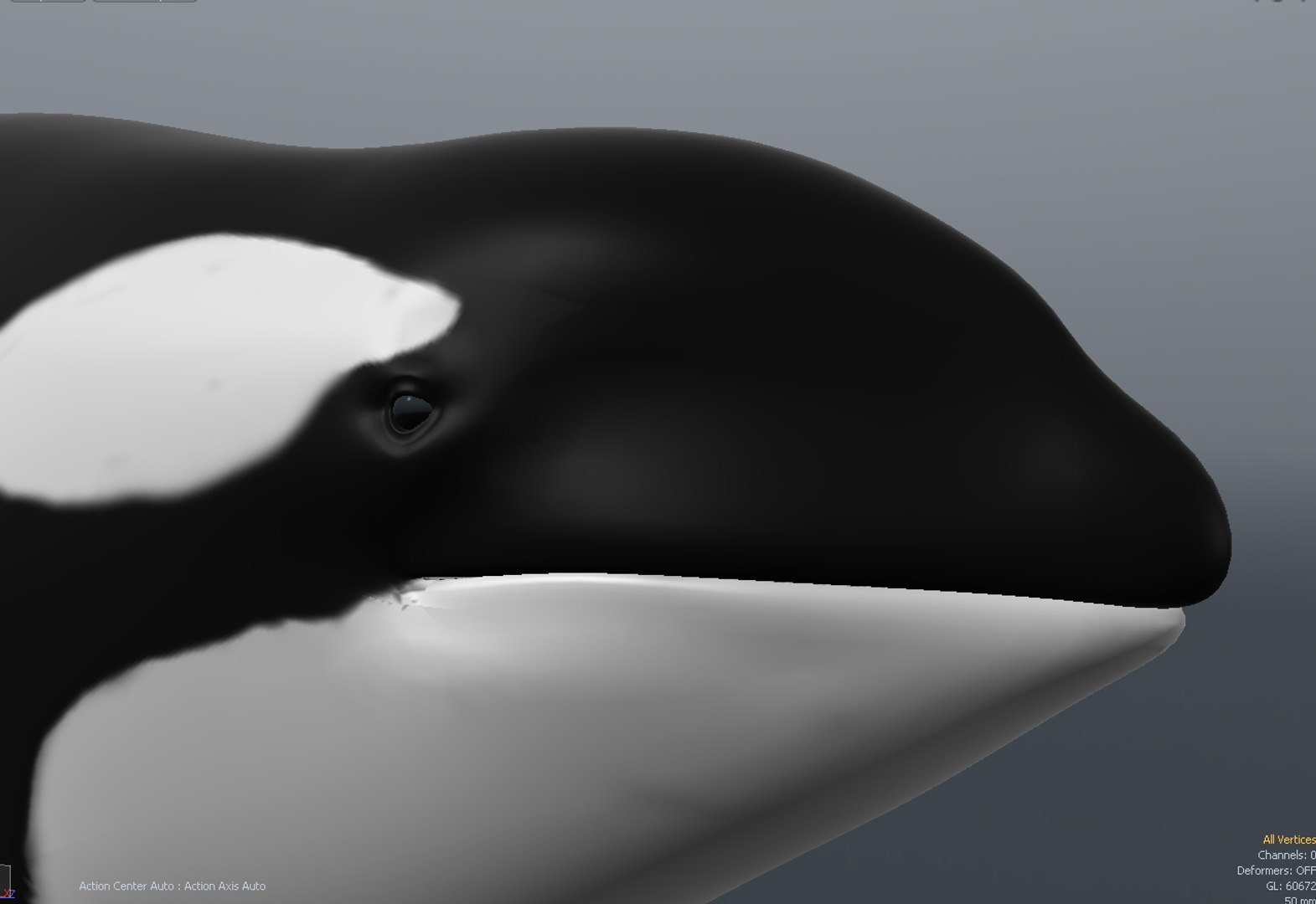 Orca 3d Model