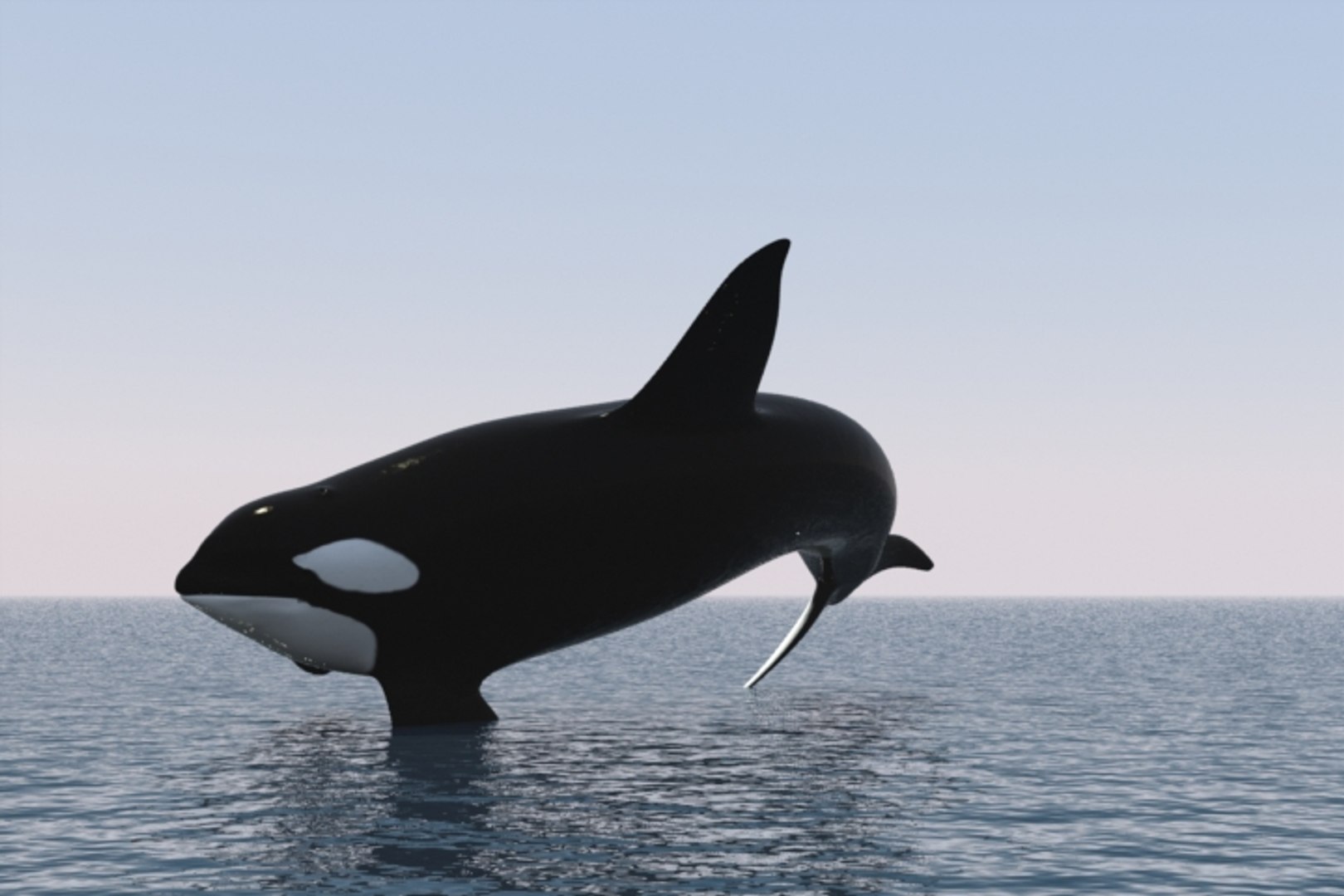 Orca 3d Model