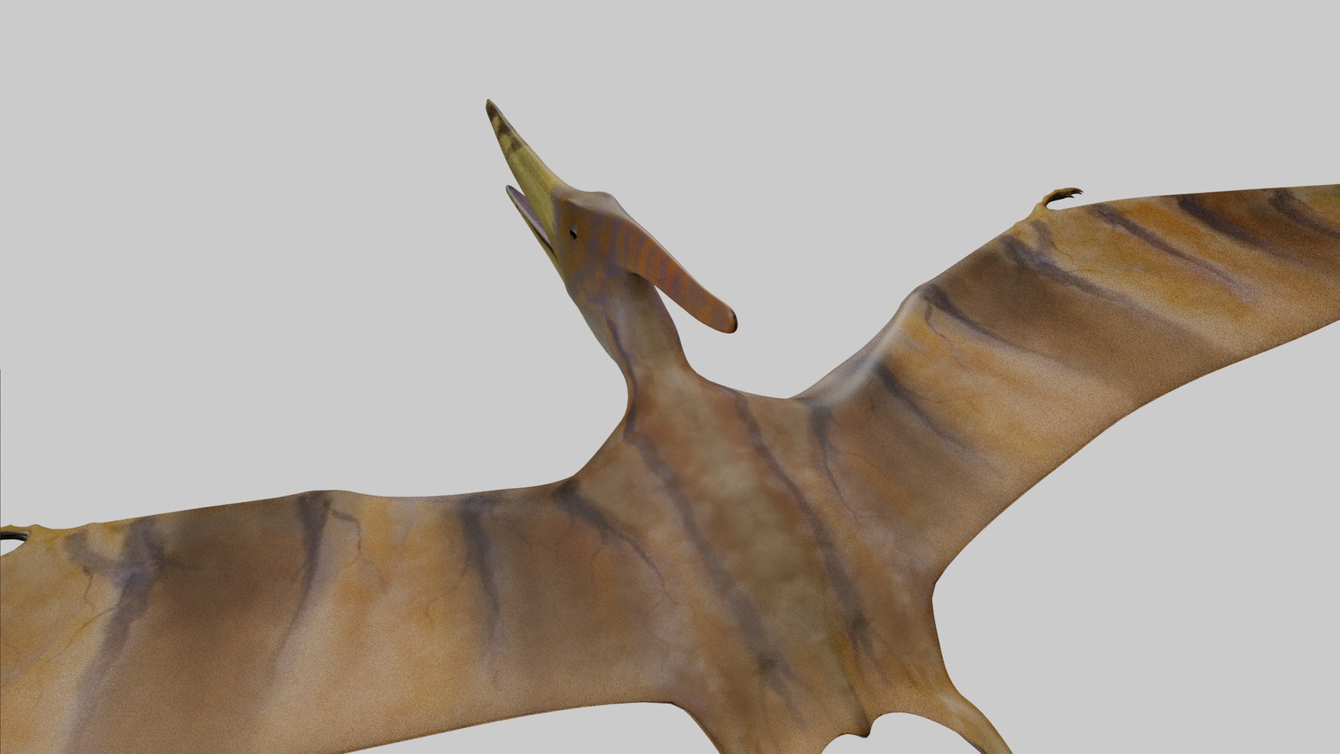 3D Pteranodon Longiceps Model - TurboSquid 2027107
