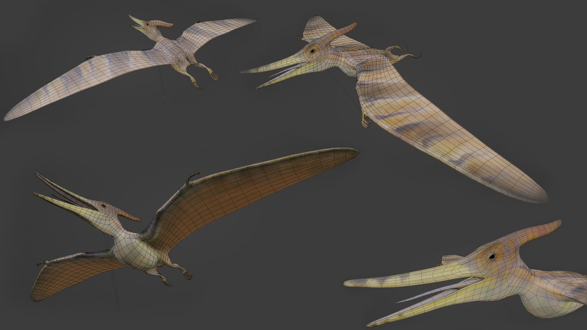 3D Pteranodon Longiceps Model - TurboSquid 2027107