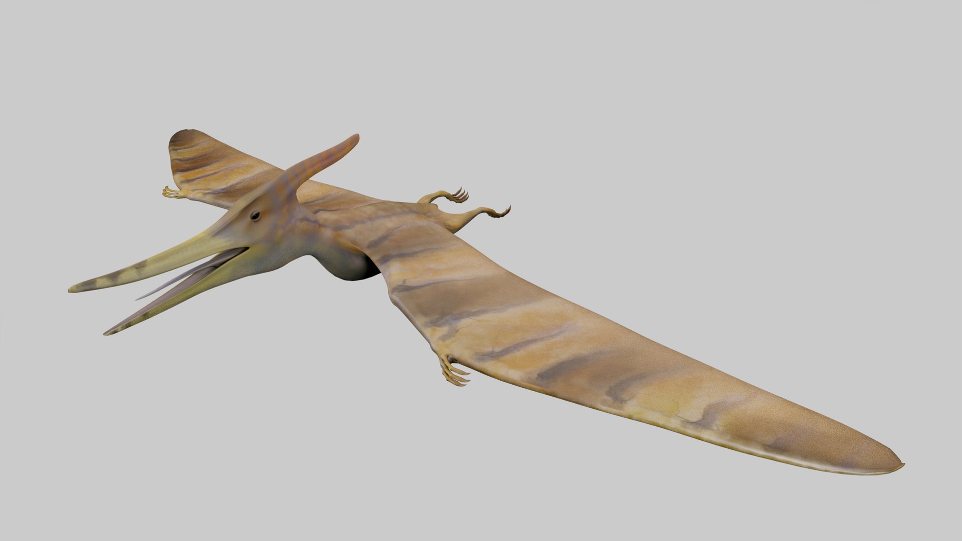 3D Pteranodon Longiceps Model - TurboSquid 2027107