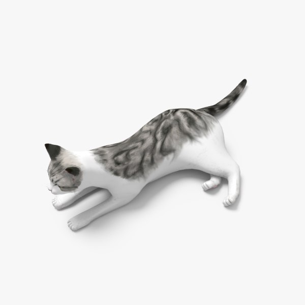 3d cat