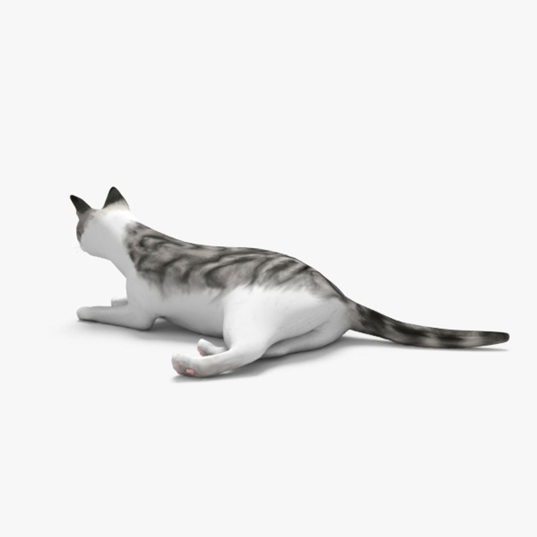 3d cat