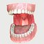 Realistic Orthodontic Anatomy Mouth Max