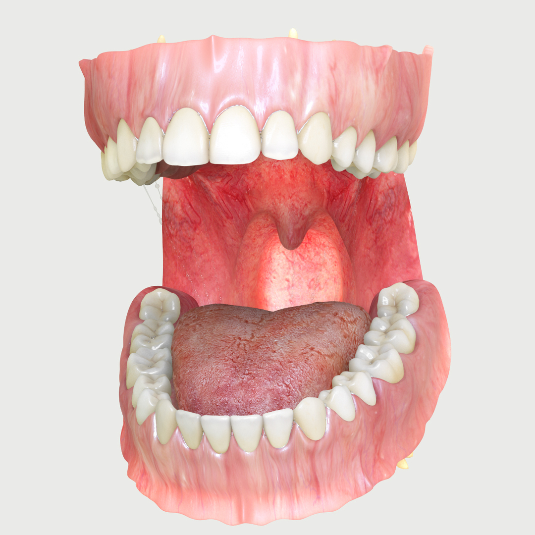 Realistic Orthodontic Anatomy Mouth Max