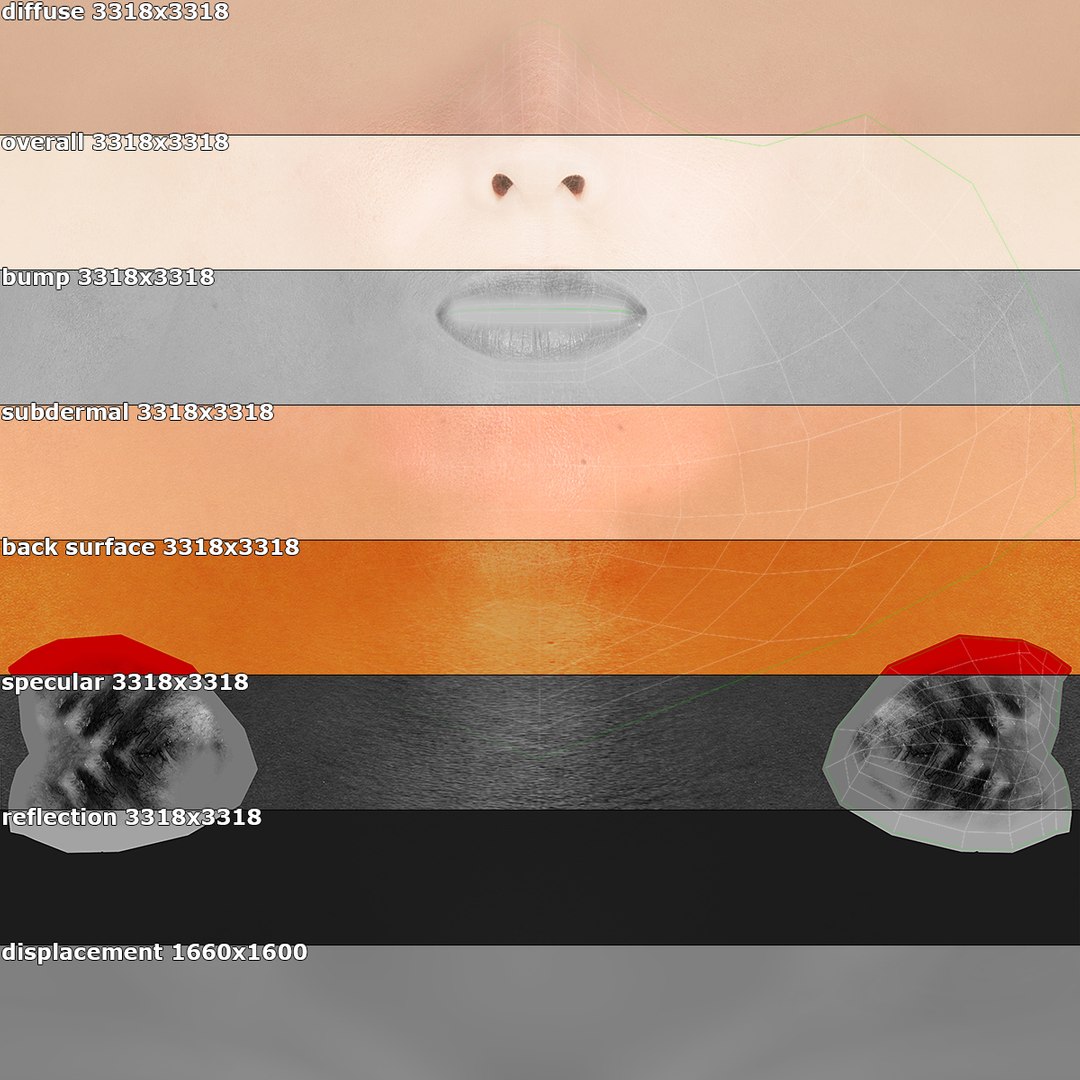 realistic orthodontic anatomy mouth max