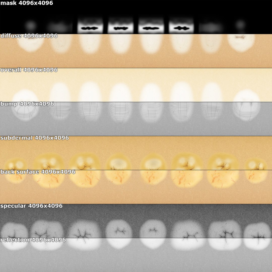 realistic orthodontic anatomy mouth max