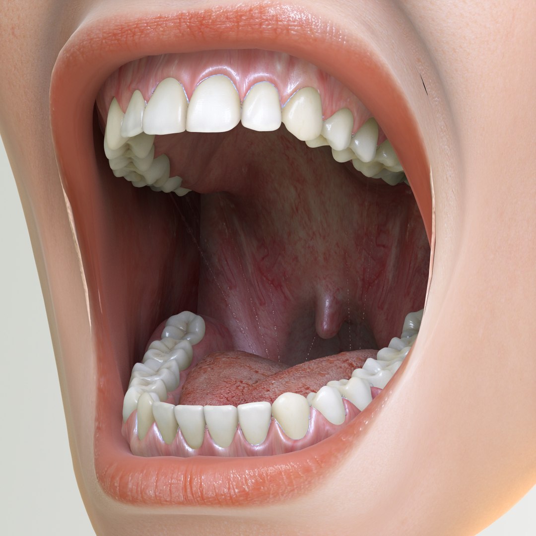 realistic orthodontic anatomy mouth max