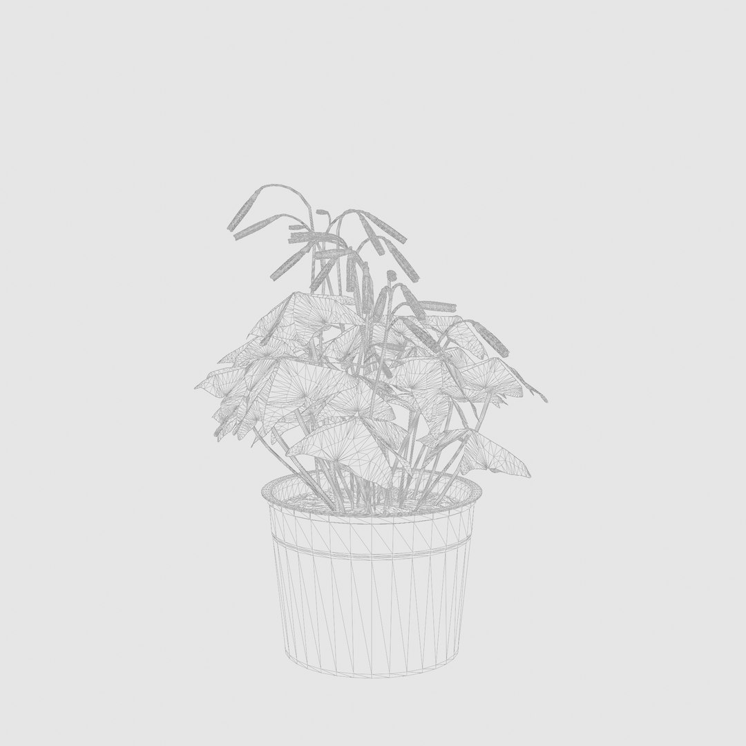 Oxalis Triangularis 3D Model - TurboSquid 2252308