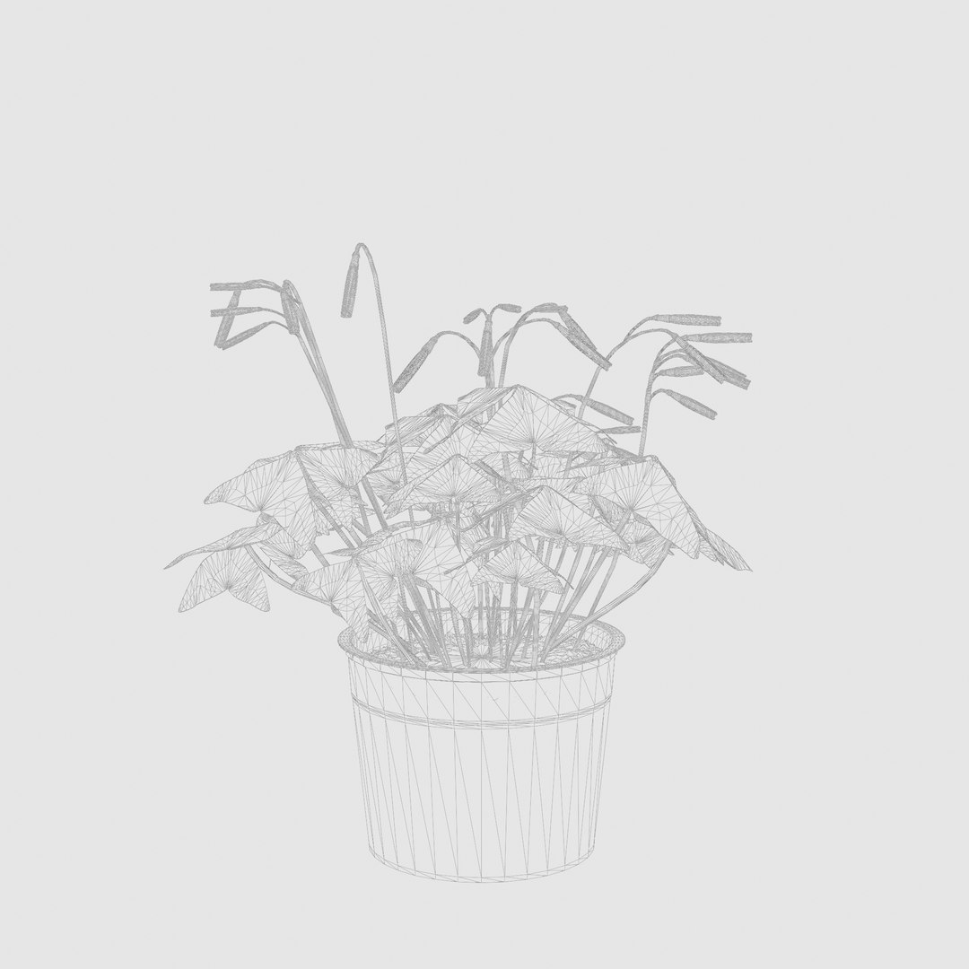 Oxalis Triangularis 3d Model Turbosquid 2252308
